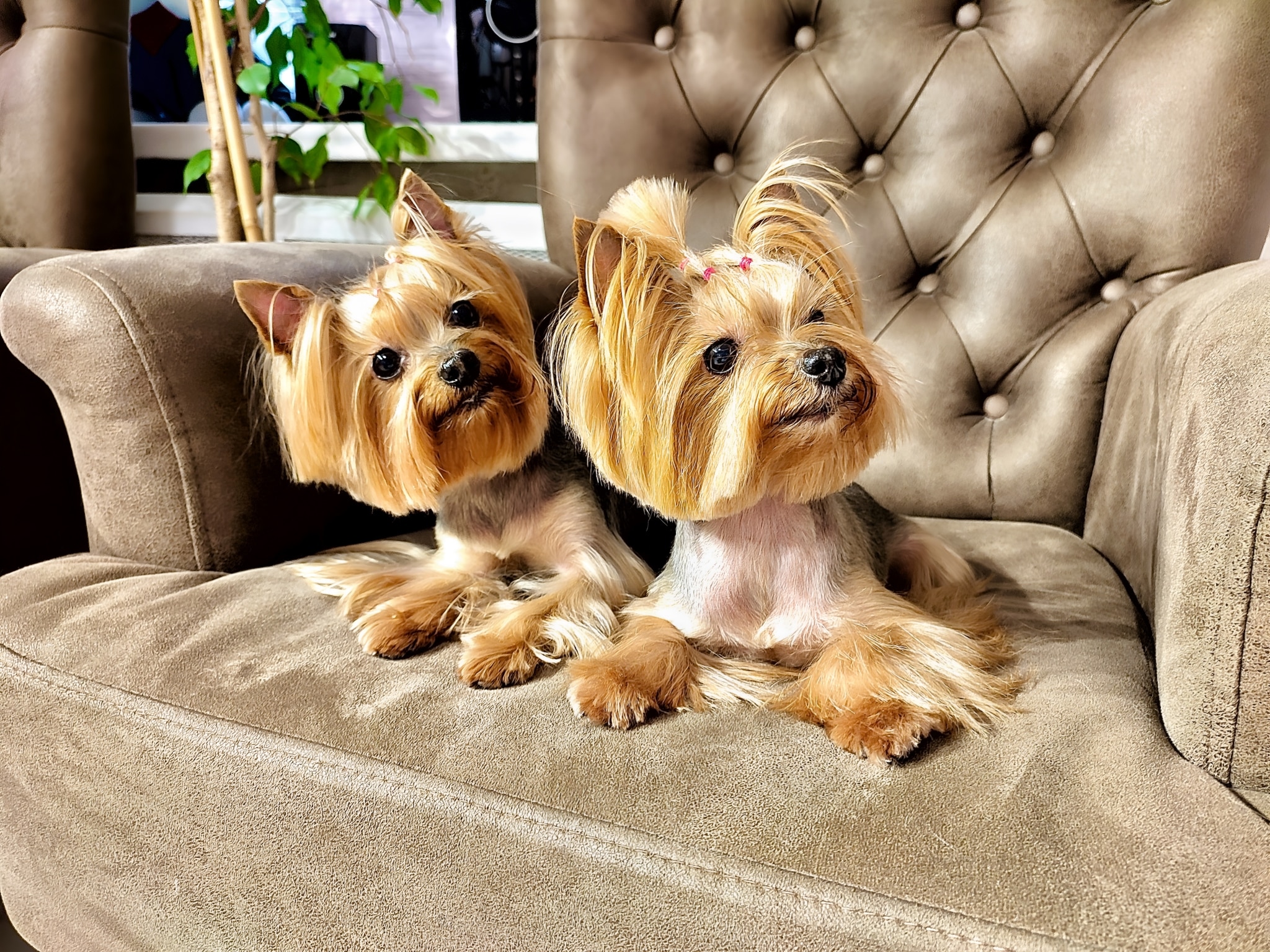 Biewer York and Yorkshire Terrier: Differences and Breed ...