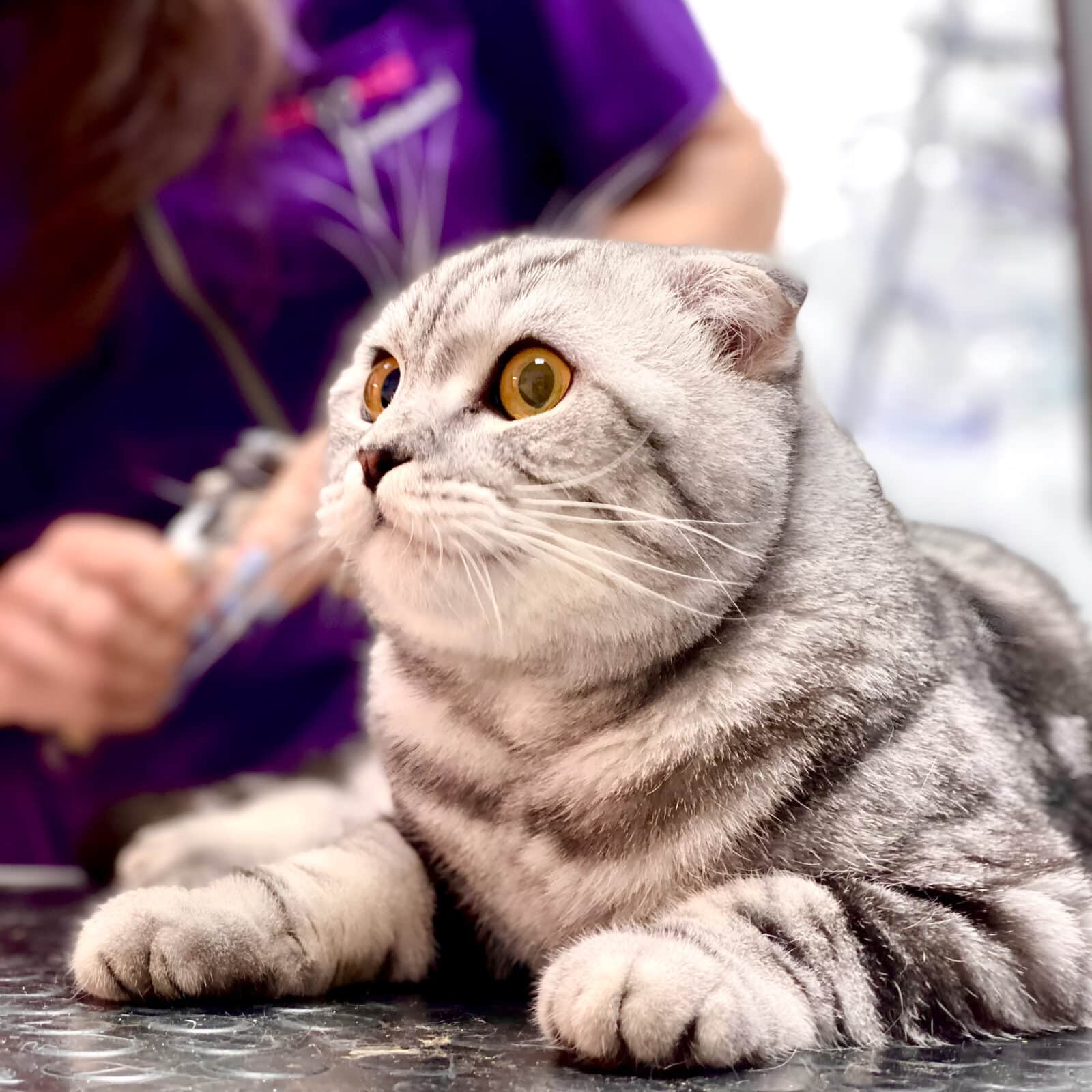 Cat care: brushing teeth, ears and trimming claws - tips from V.O.G DOG ...