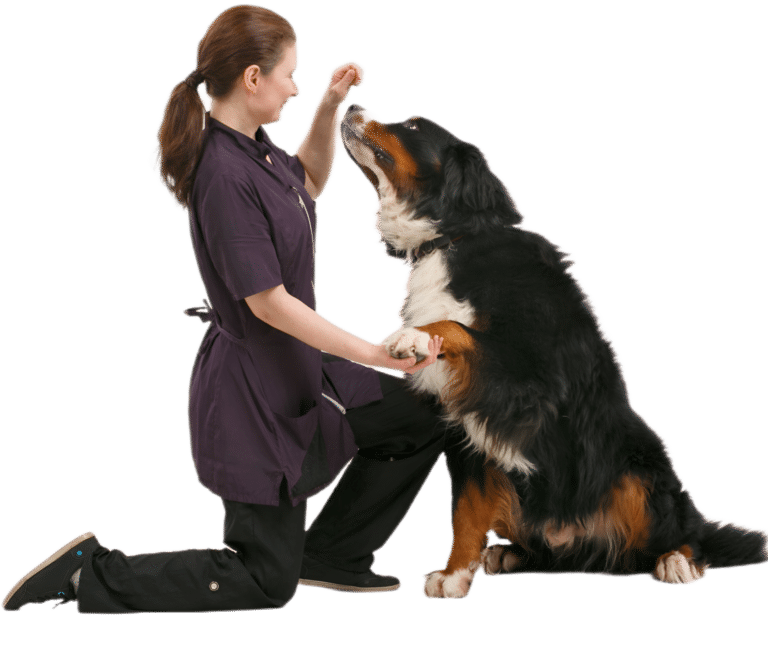 Салон краси для собак і котів - V.O.G DOG SALON