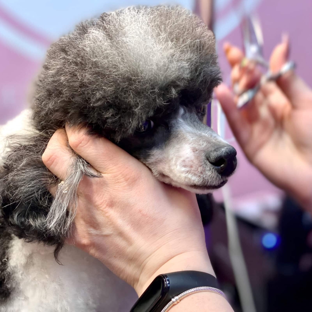 Classic poodle haircut - V.O.G DOG