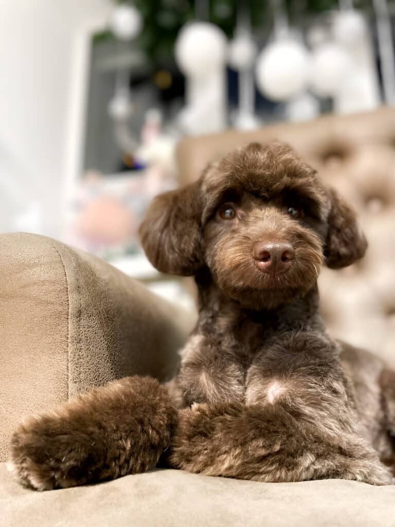 Салон краси для собак і котів - V.O.G DOG SALON