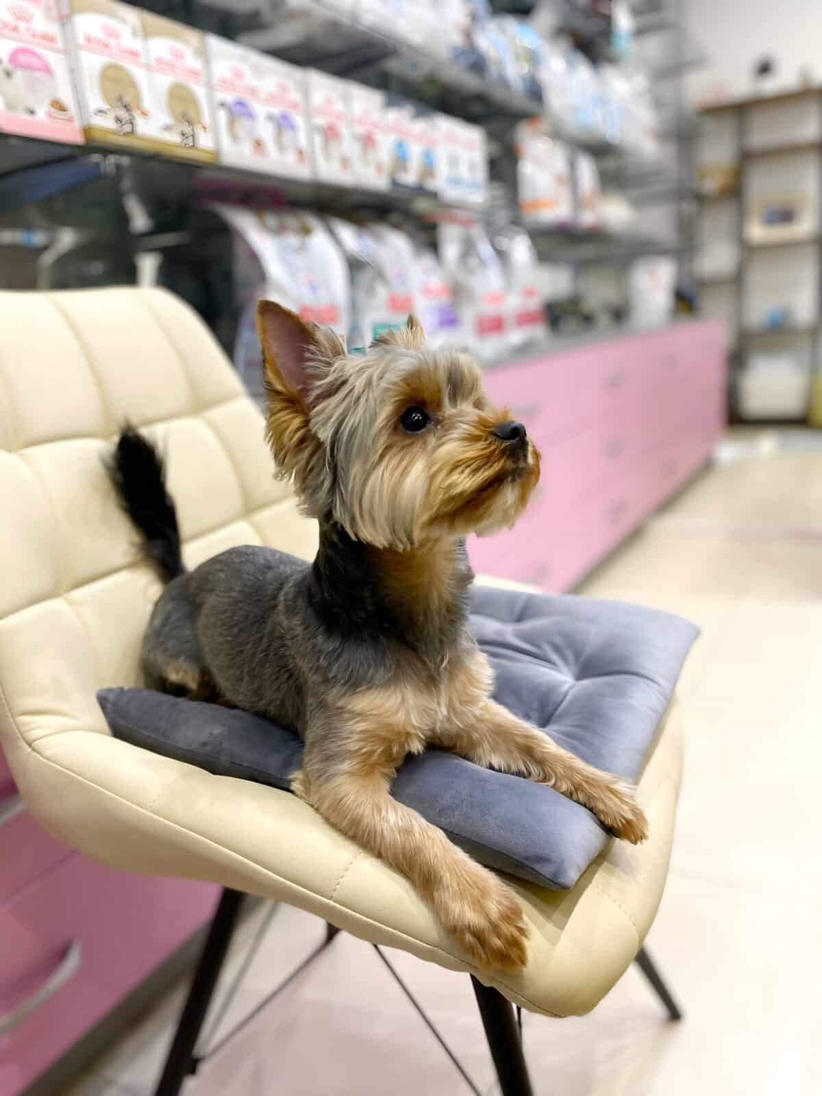 Traveling with a dog: tips for transporting and calming a pet
