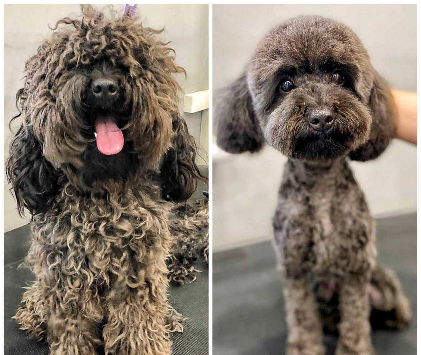 Breed Grooming Styles: Growing Demand and Features of Haircuts for ...