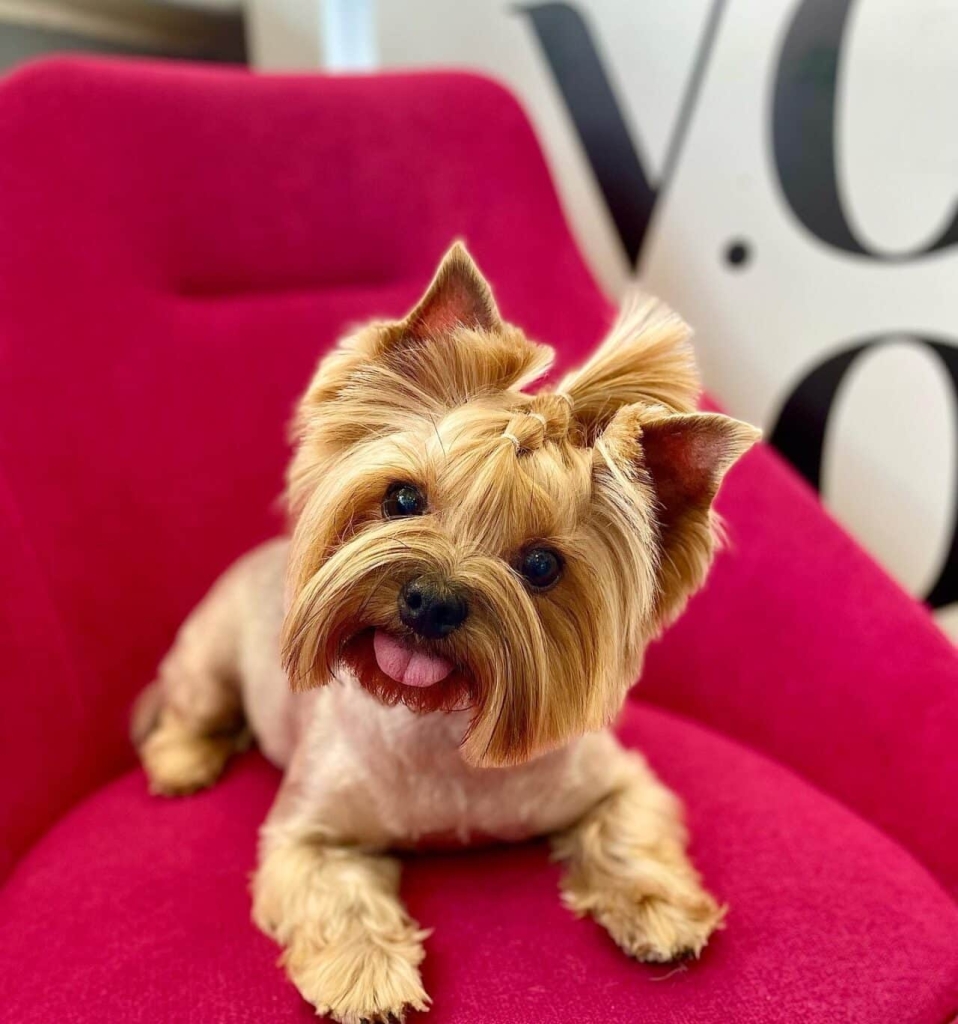 Topknot? Terminology explained and about other hairstyles for dogs - V ...