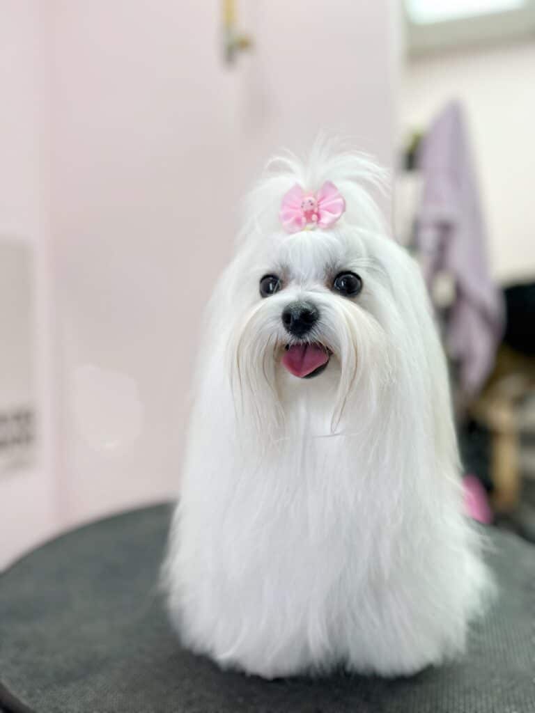 Maltese groomers near me store