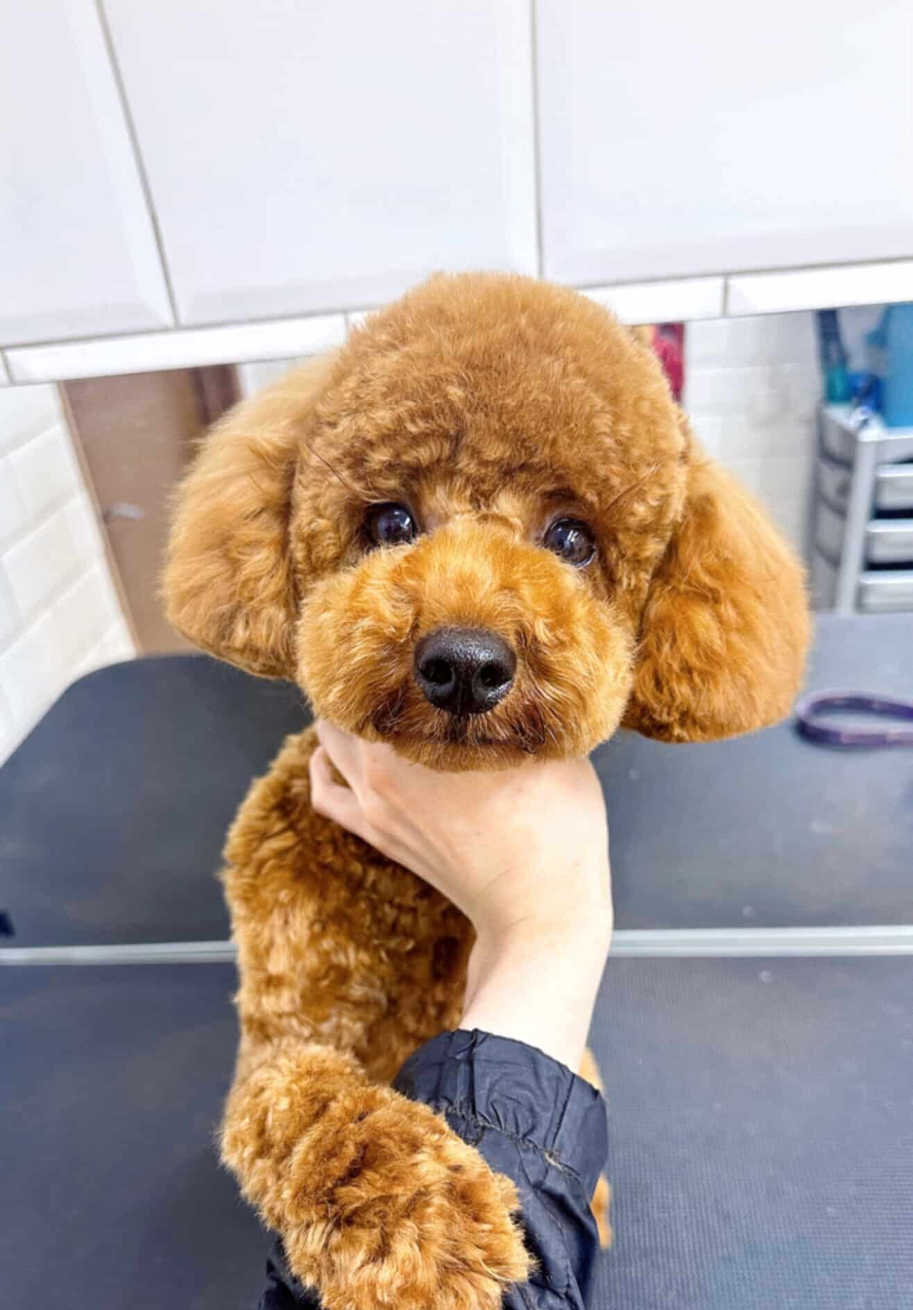 Adaptive Grooming for Puppies: How to Help Your Four-Legged Friends - V ...