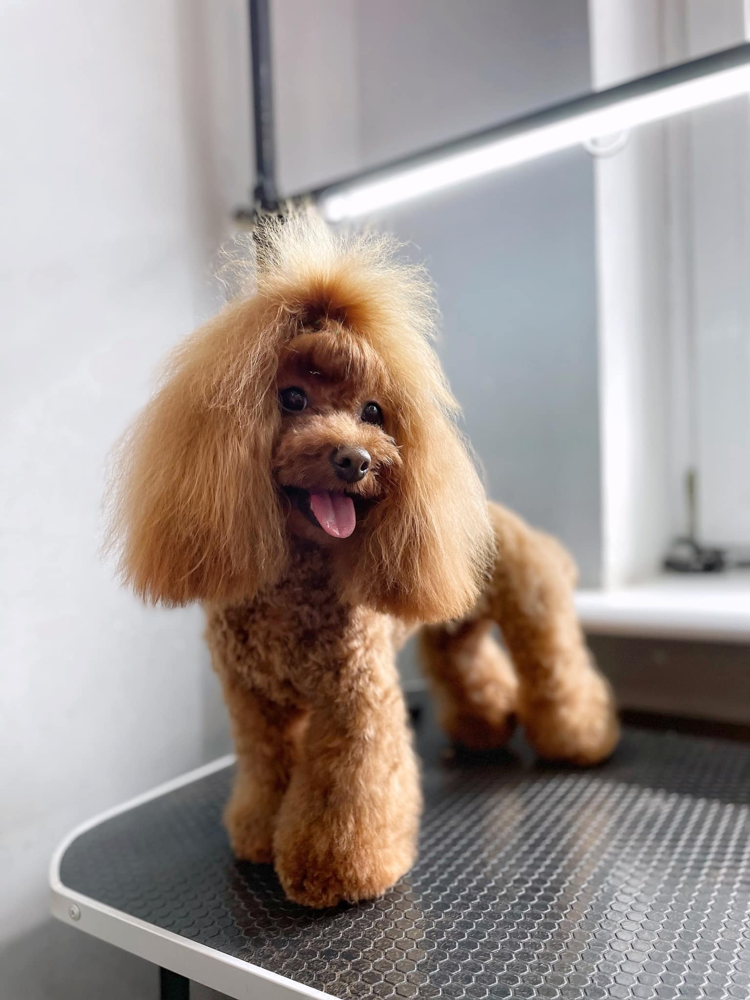 Classic poodle haircut - V.O.G DOG