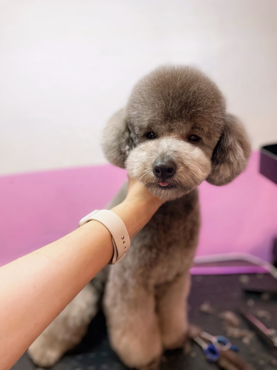 Classic poodle haircut - V.O.G DOG