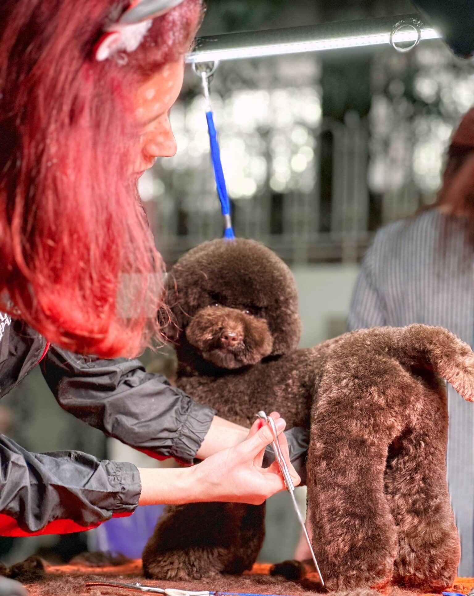 Grooming School "V.O.G DOG ACADEMY": Grooming Courses in Kyiv - V.O.G DOG