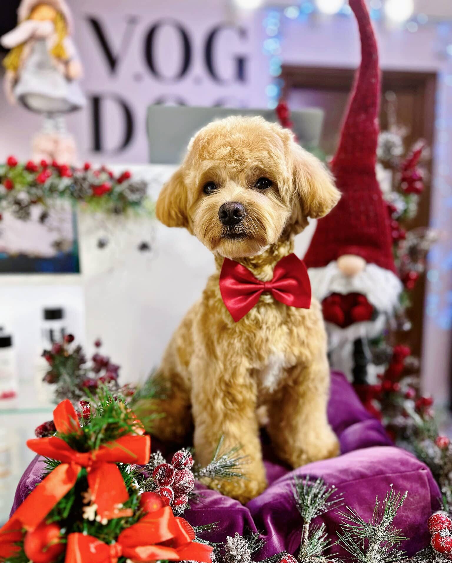 Myths and Reality about Dog Grooming - V.O.G DOG