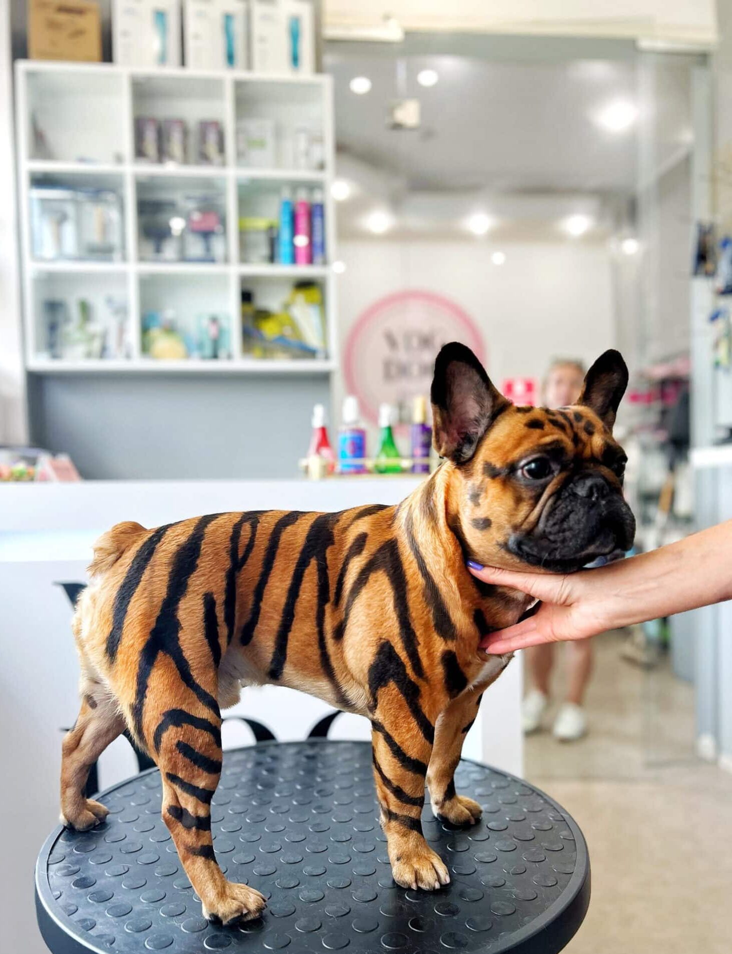 Top 10 grooming services your dog or cat will love - V.O.G DOG