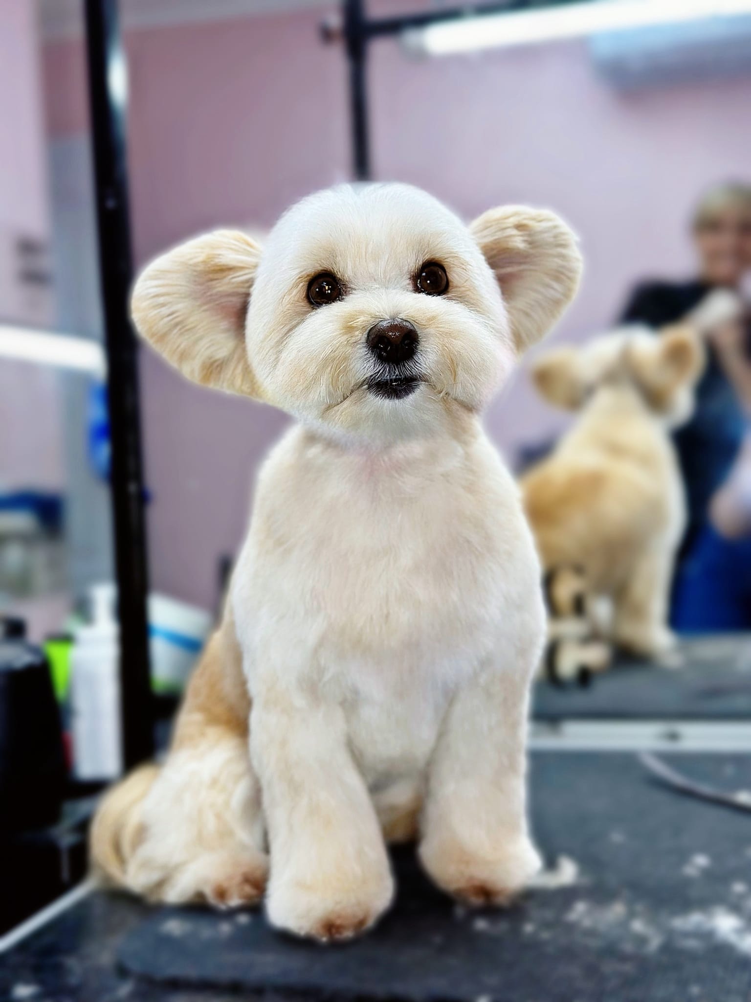 Dog haircuts: which breeds are recommended and which are not - V.O.G DOG