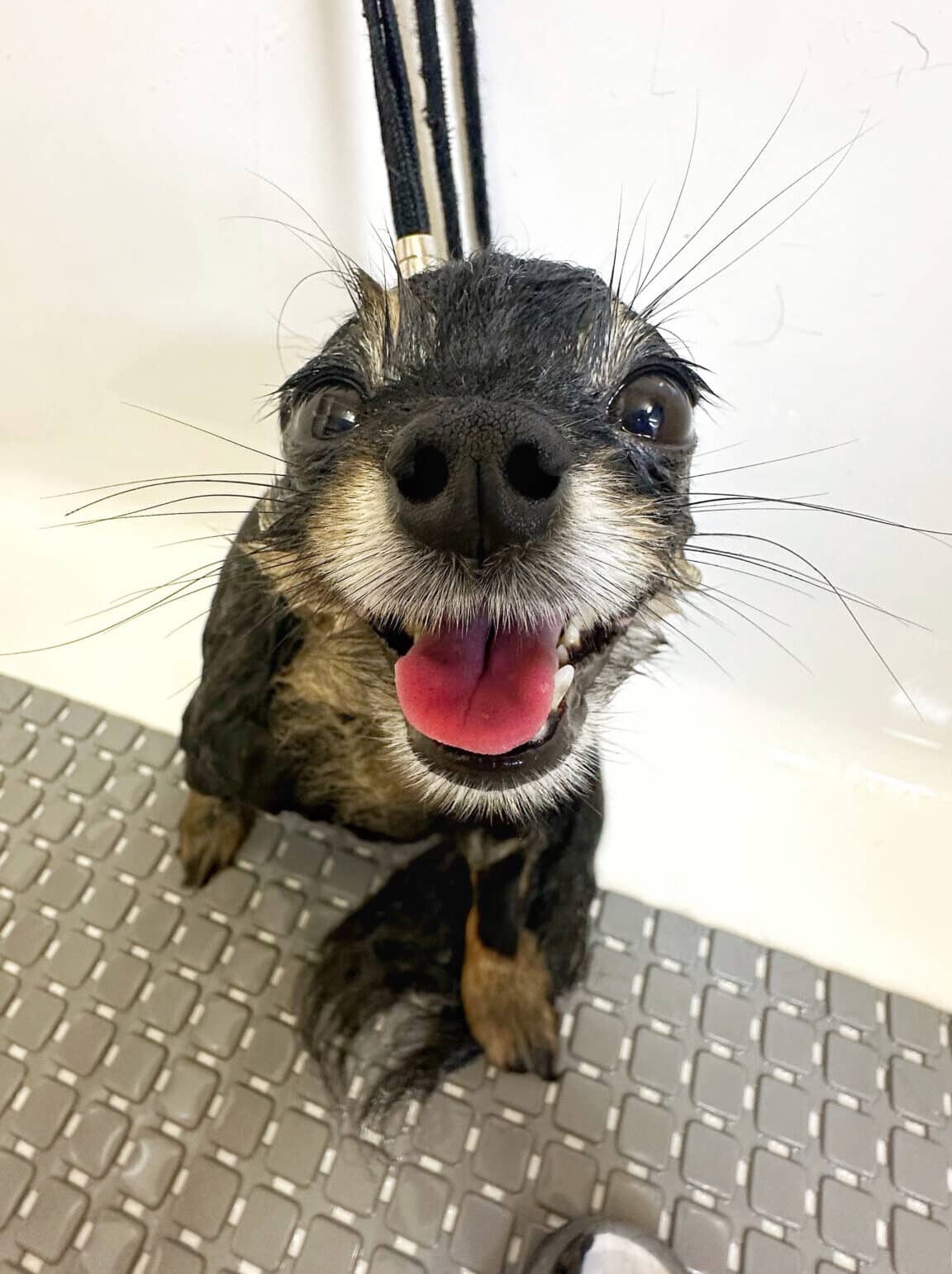 Bathing puppies: first experience - V.O.G DOG