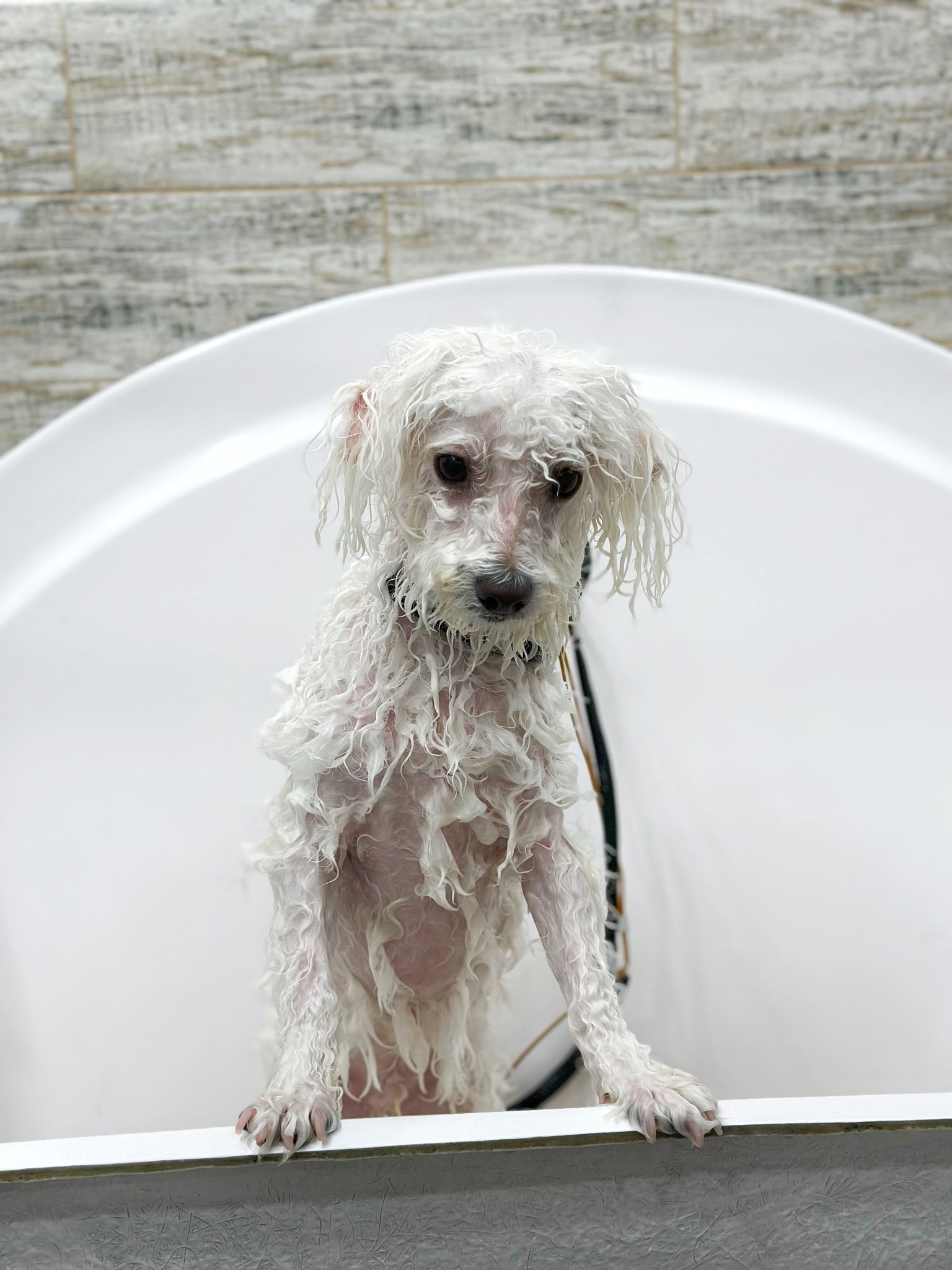Dog bathing - V.O.G DOG
