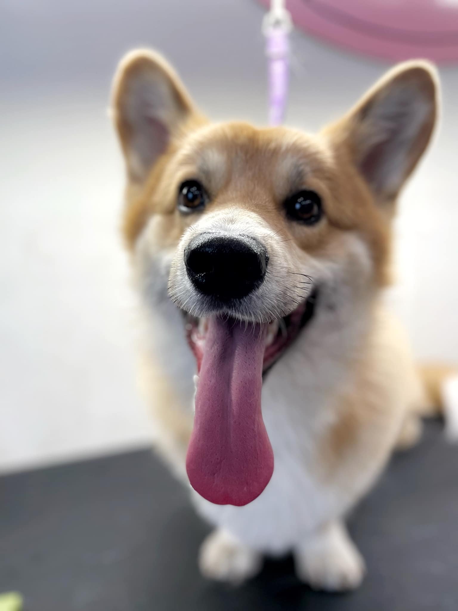 Everything you need to know about the Welsh Corgi - V.O.G DOG