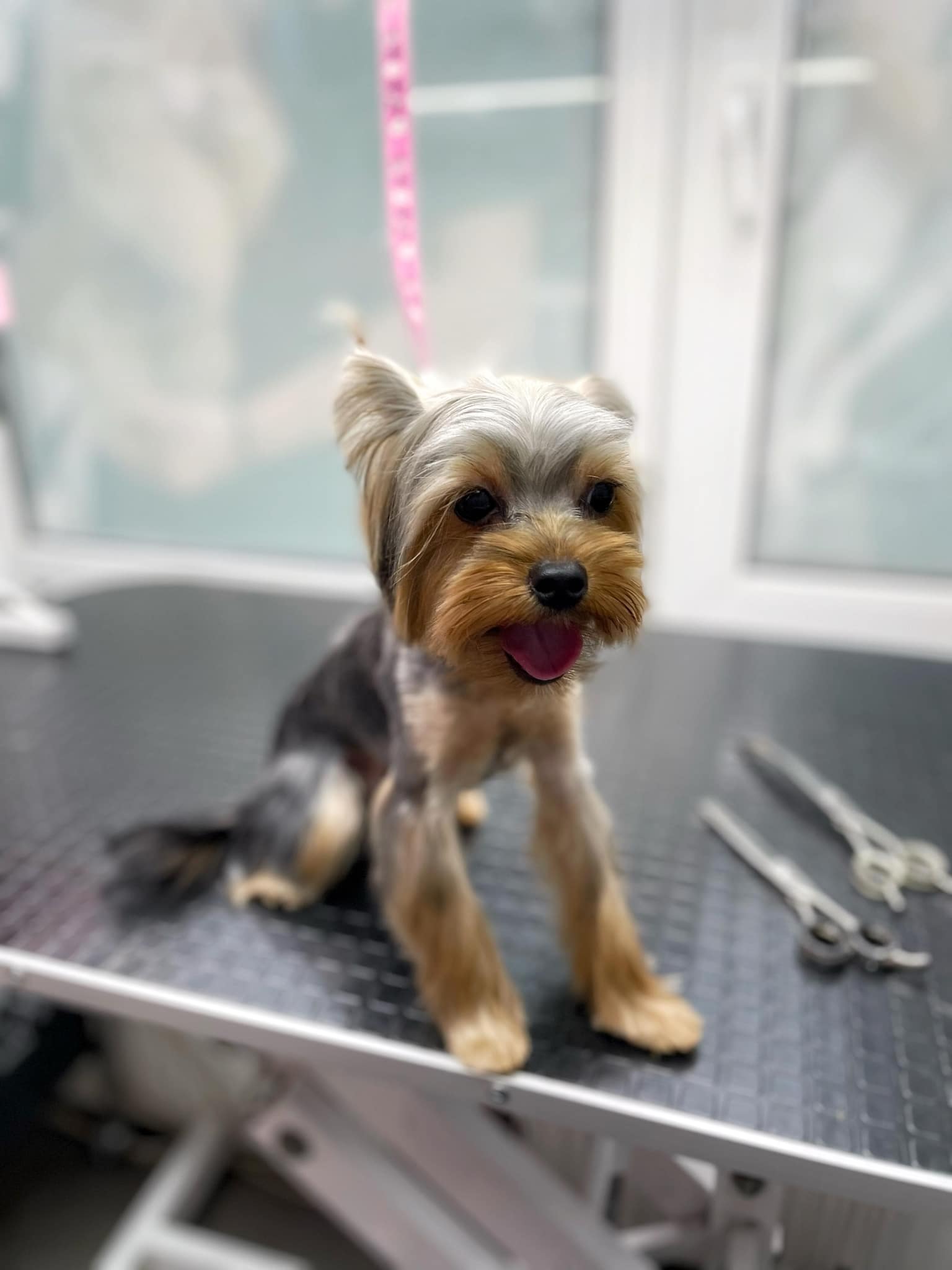 Yorkie haircuts and Yorkie haircuts: beauty and health! - V.O.G DOG