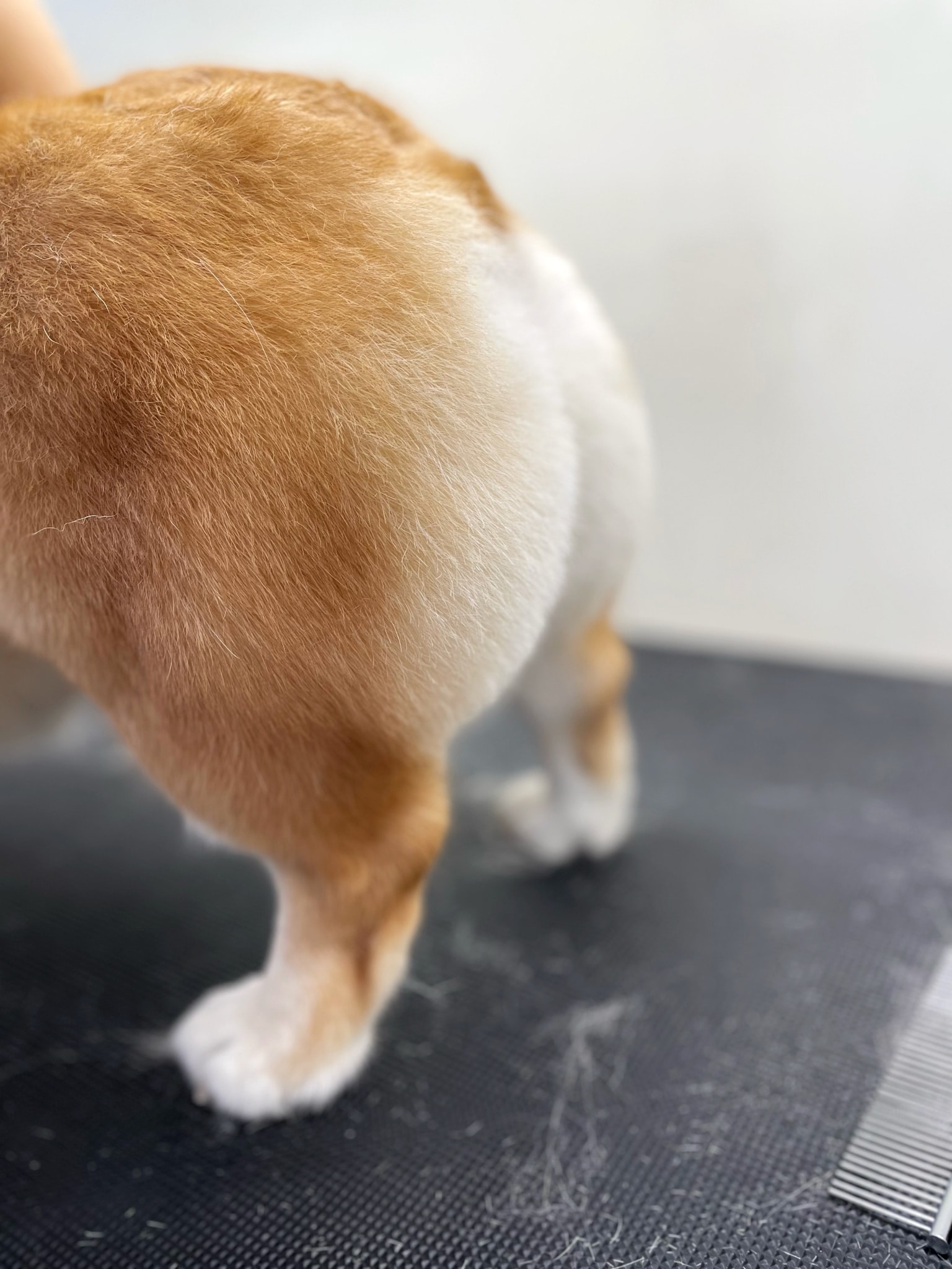 Everything you need to know about the Welsh Corgi - V.O.G DOG
