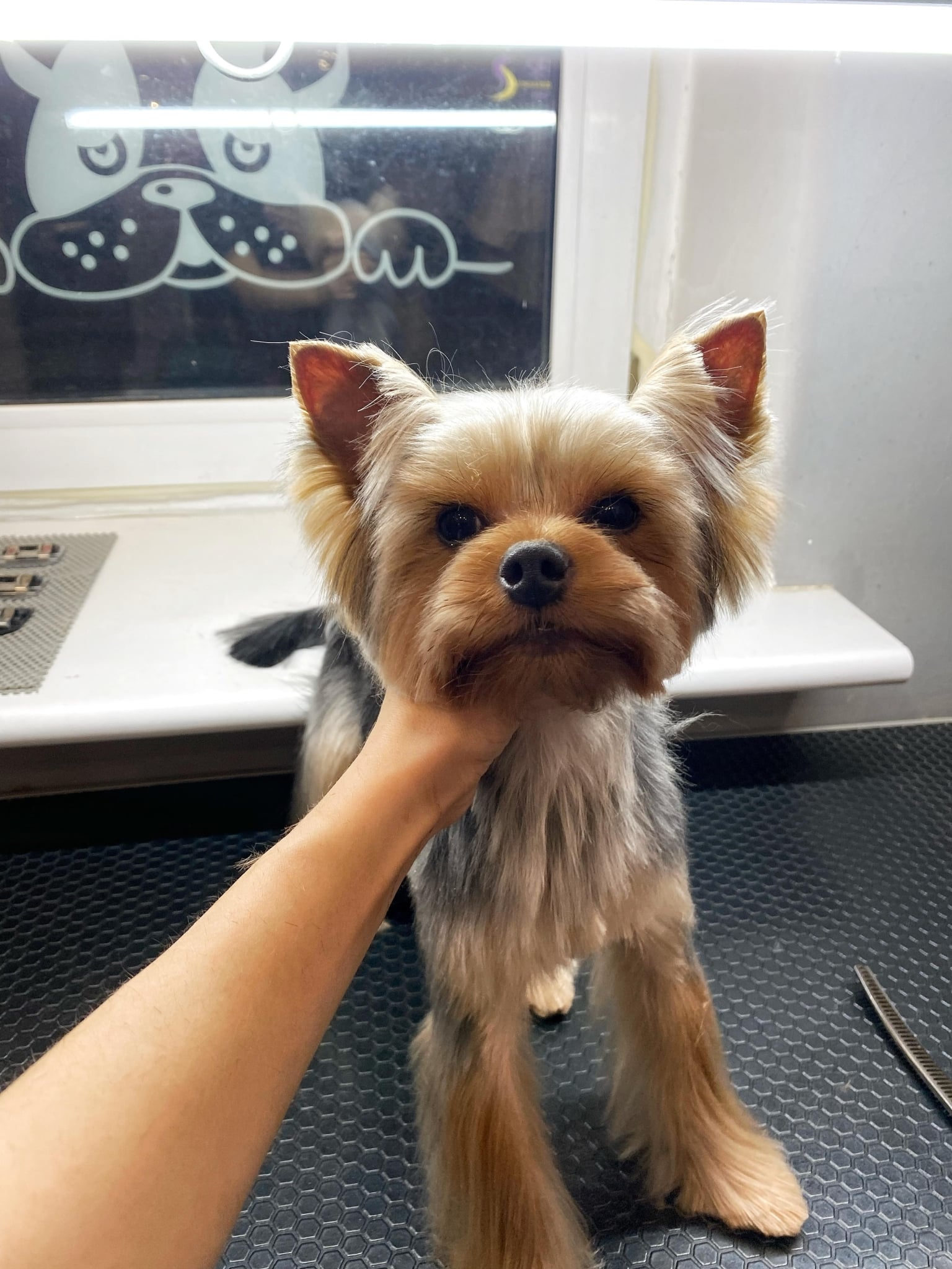 Yorkie haircuts and Yorkie haircuts: beauty and health! - V.O.G DOG