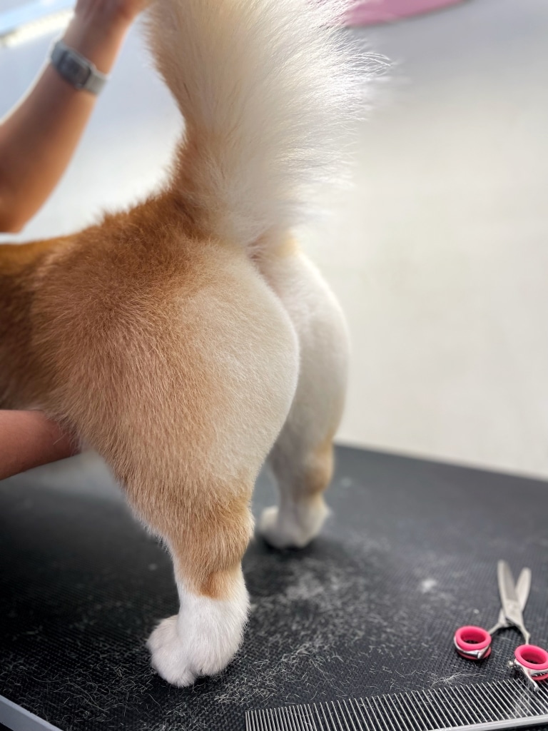 Everything you need to know about the Welsh Corgi - V.O.G DOG