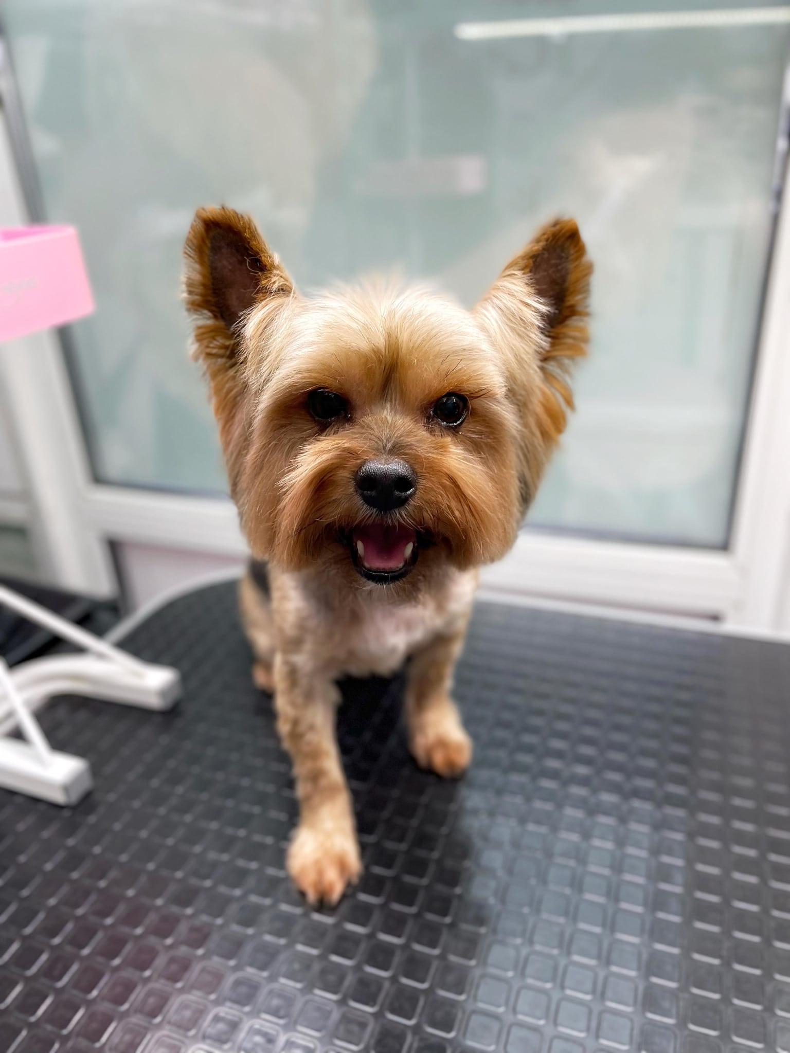 Yorkie haircuts and Yorkie haircuts: beauty and health! - V.O.G DOG