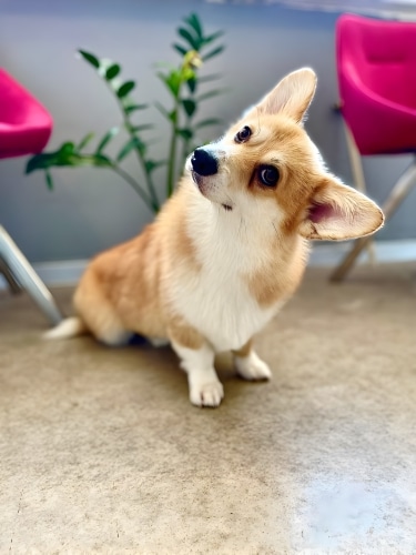 Everything you need to know about the Welsh Corgi - V.O.G DOG