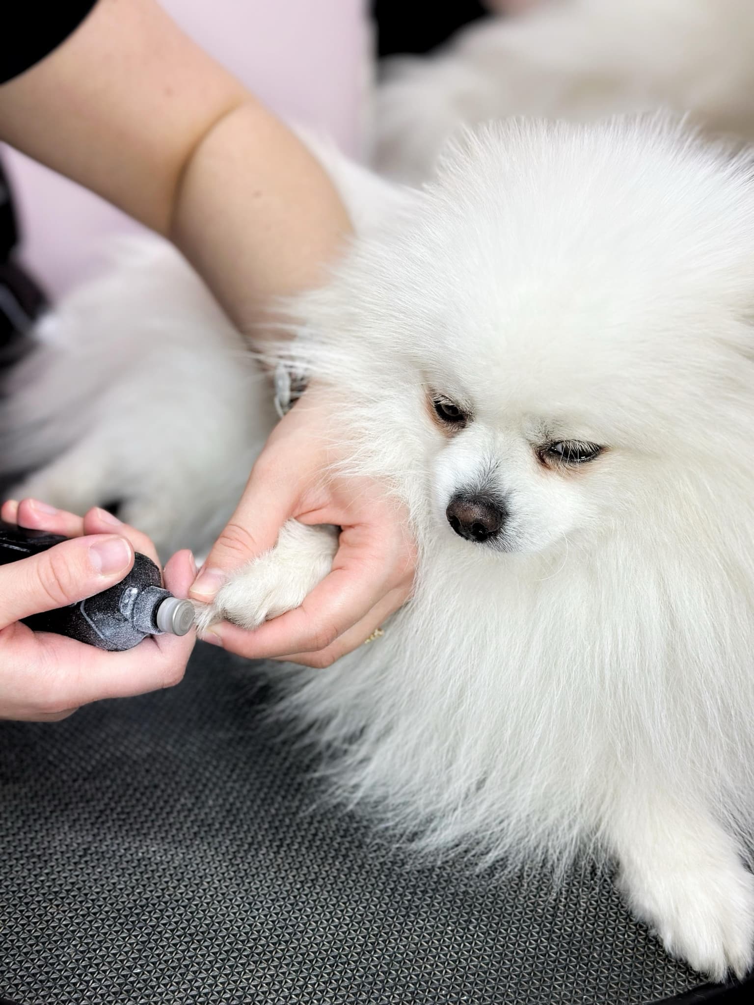 Paw cure at V.O.G DOG: the best paw care for your Loyal Friends - V.O.G DOG