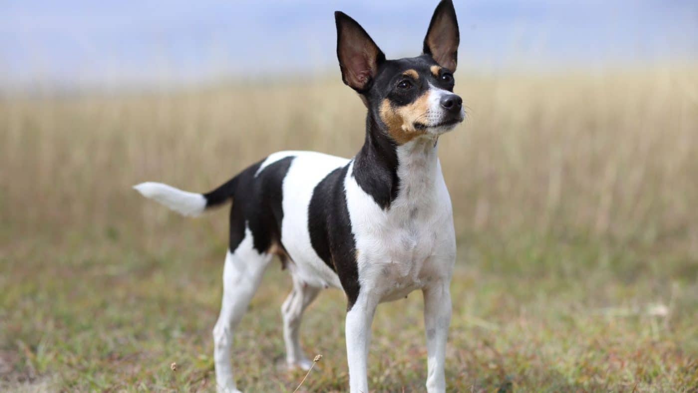 The Toy Terrier and how to care for it - V.O.G DOG