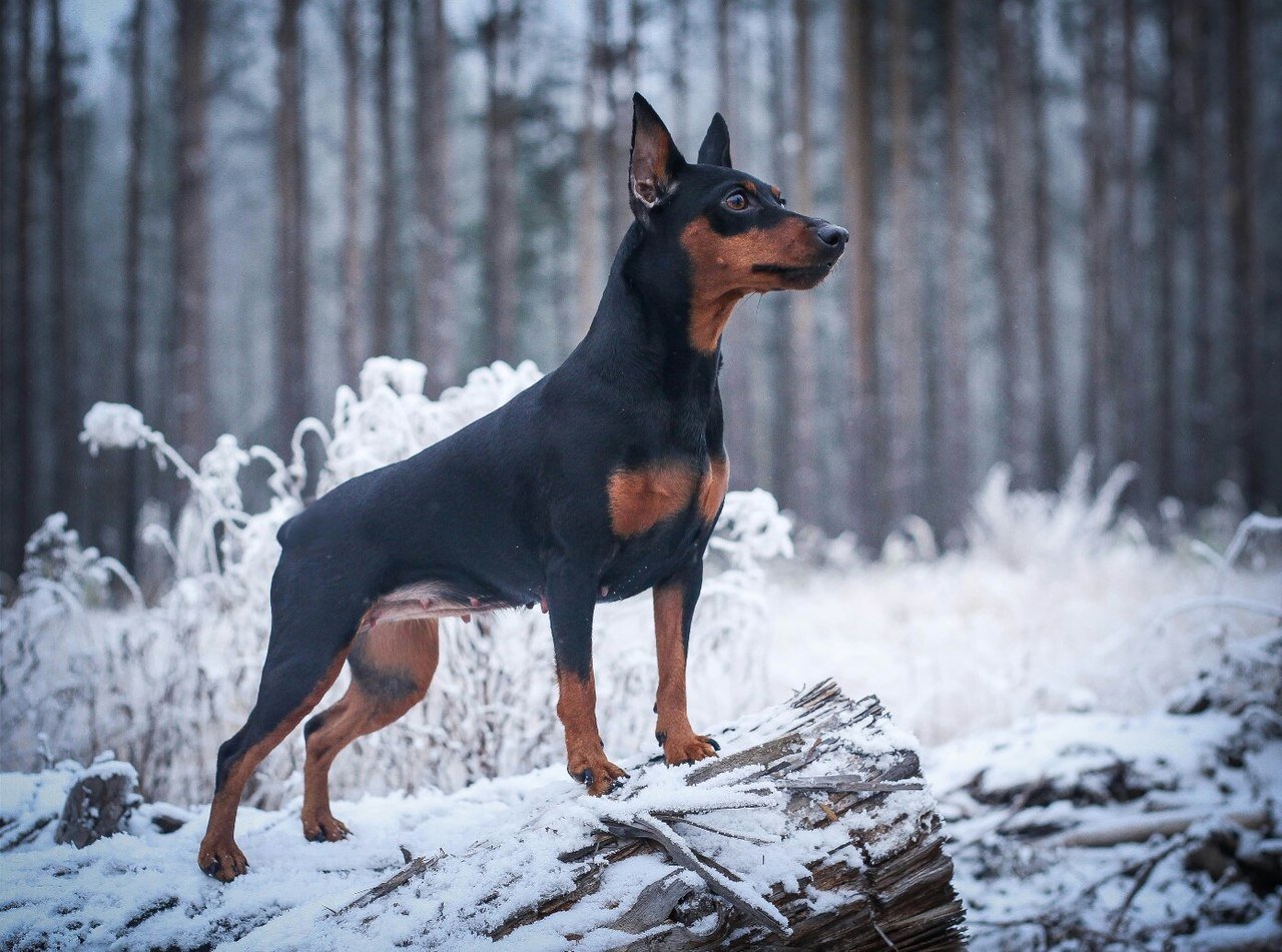 Miniature schnauzer and miniature pinscher: selection and features of ...