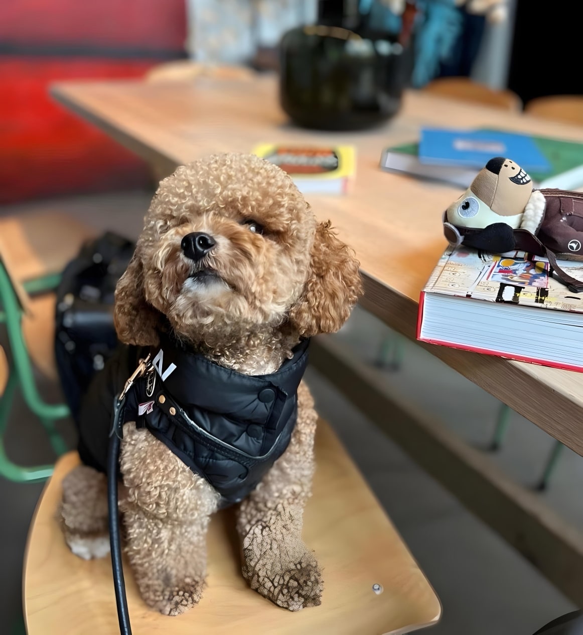 Everything you need to know about Bishop + photo - V.O.G DOG