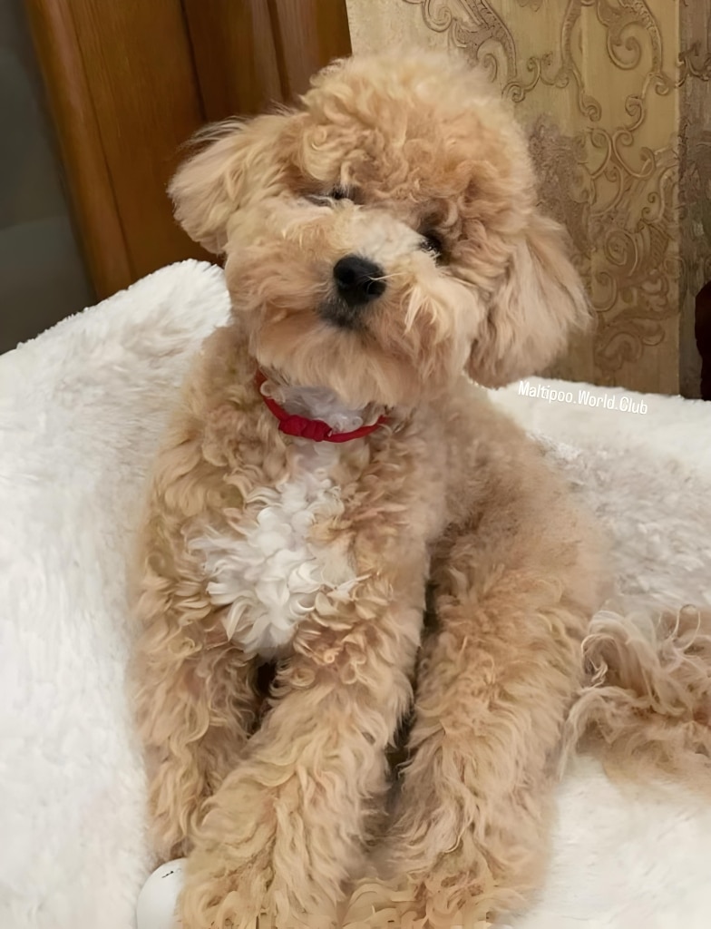 Everything you need to know about Bishop + photo - V.O.G DOG