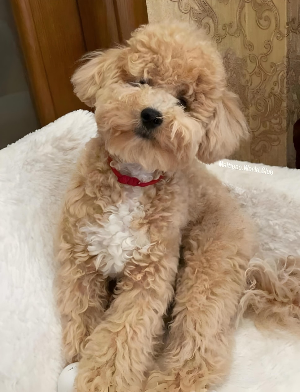 Everything you need to know about Bishop + photo - V.O.G DOG