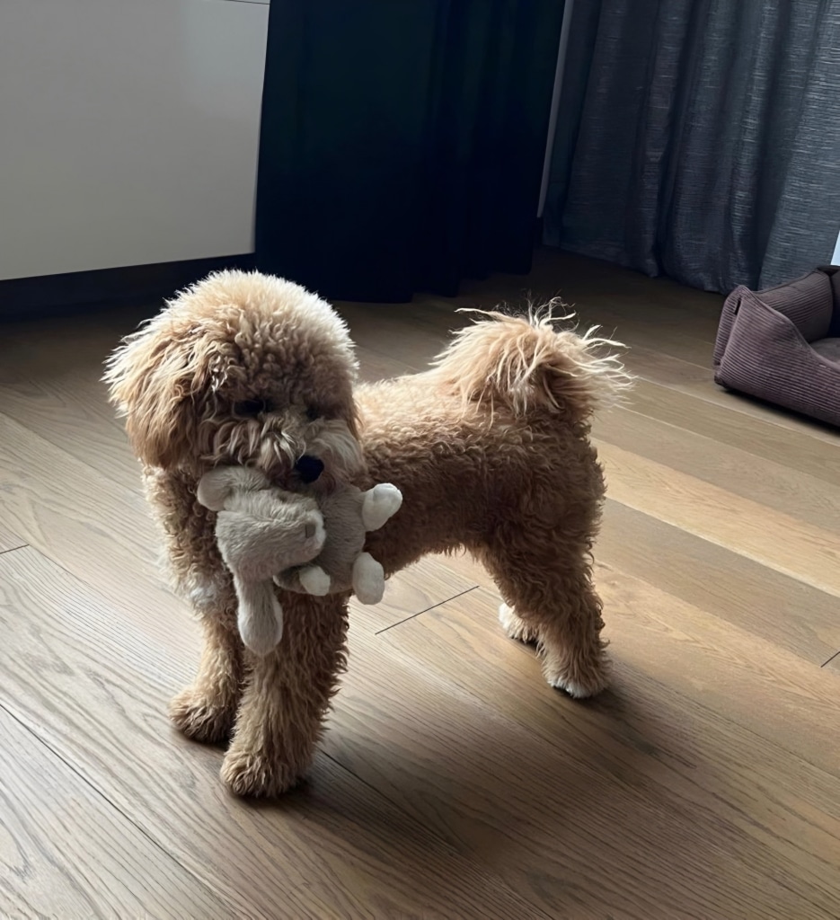 Everything you need to know about Bishop + photo - V.O.G DOG