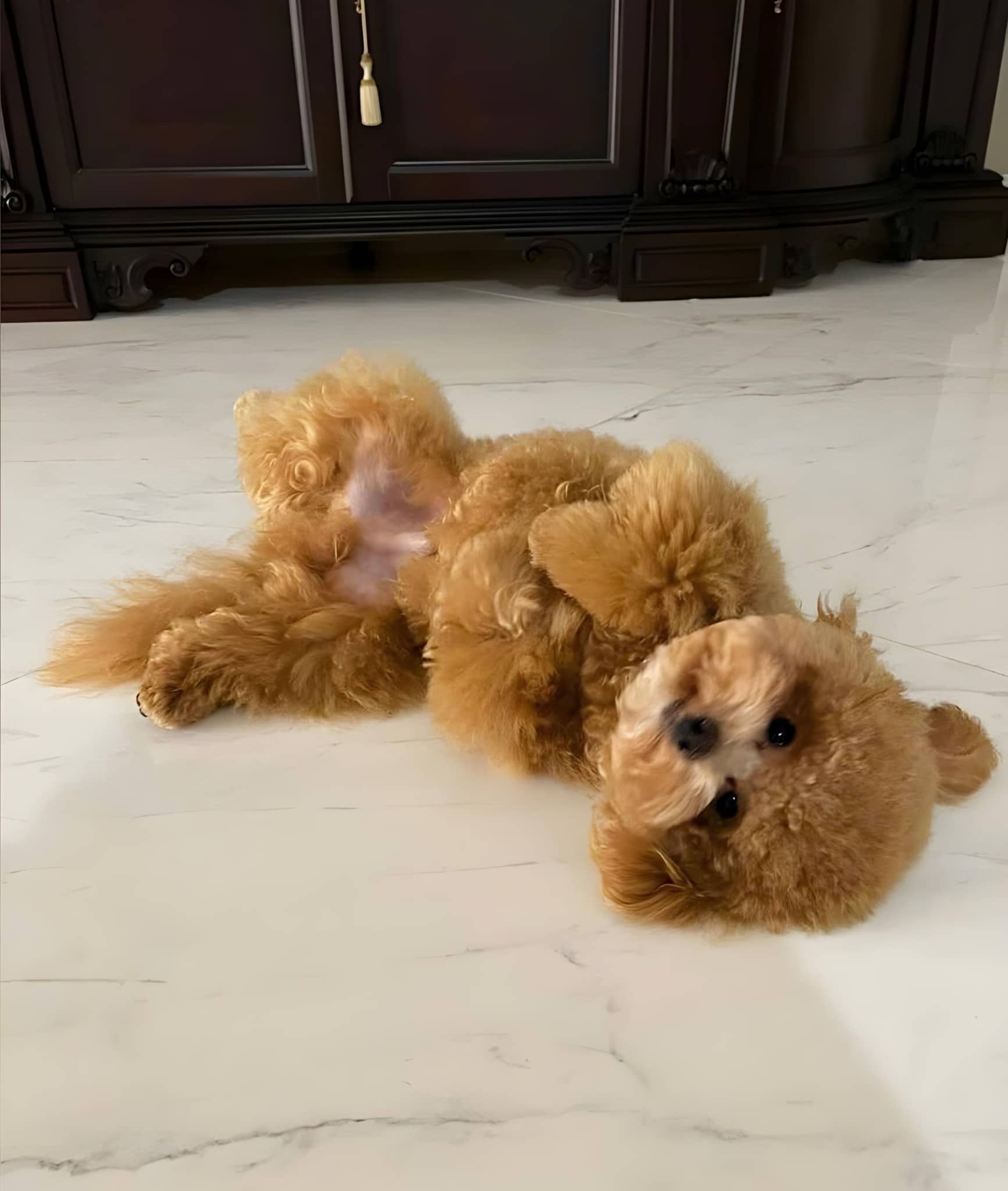 Everything you need to know about Bishop + photo - V.O.G DOG