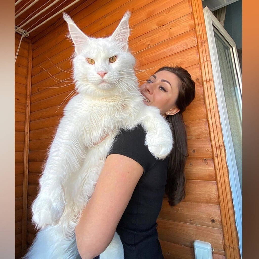 Sterilization of cats: advantages and disadvantages - V.O.G DOG