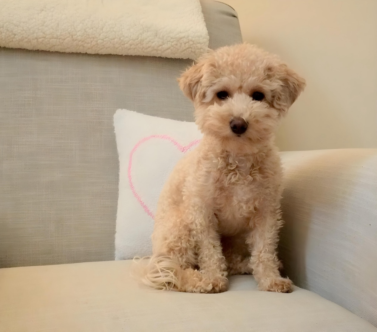 Everything you need to know about Bishop + photo - V.O.G DOG
