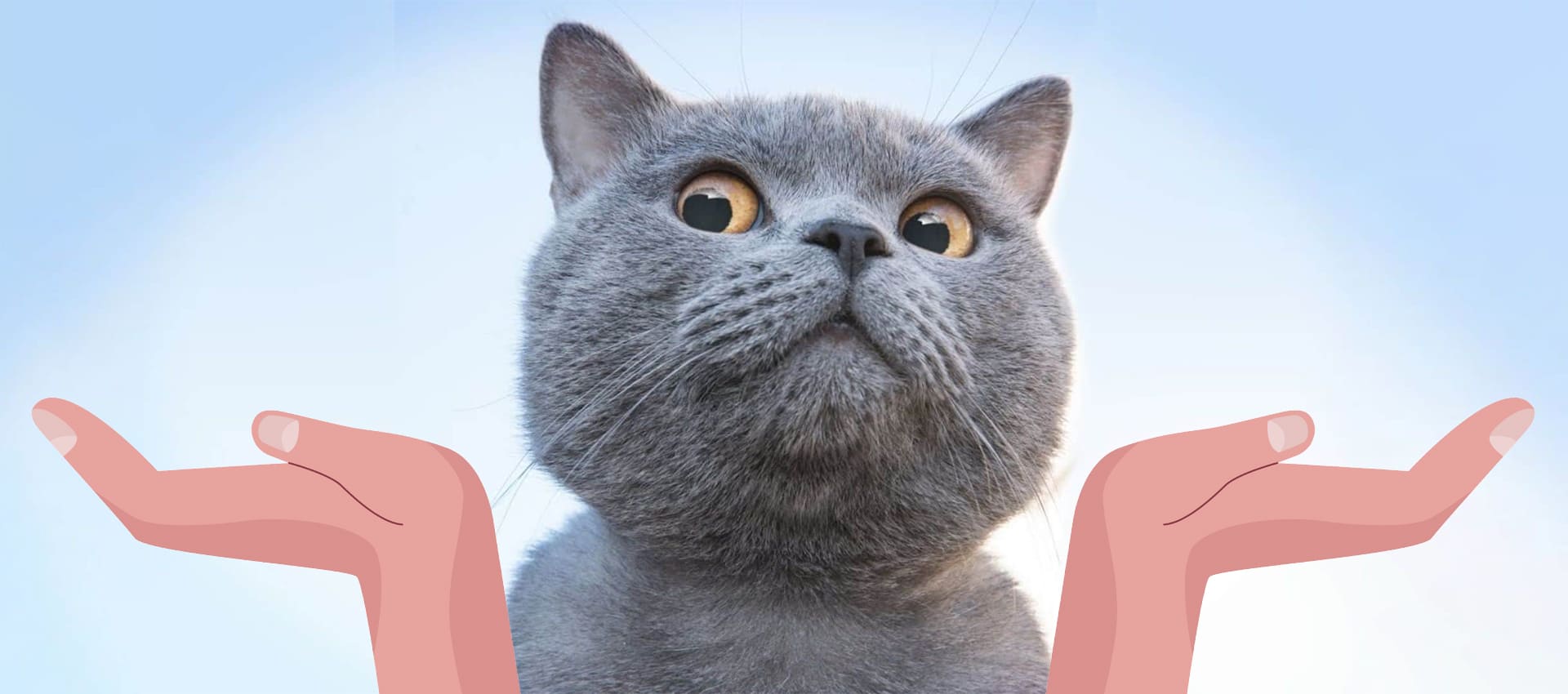 Sterilization of cats: advantages and disadvantages - V.O.G DOG