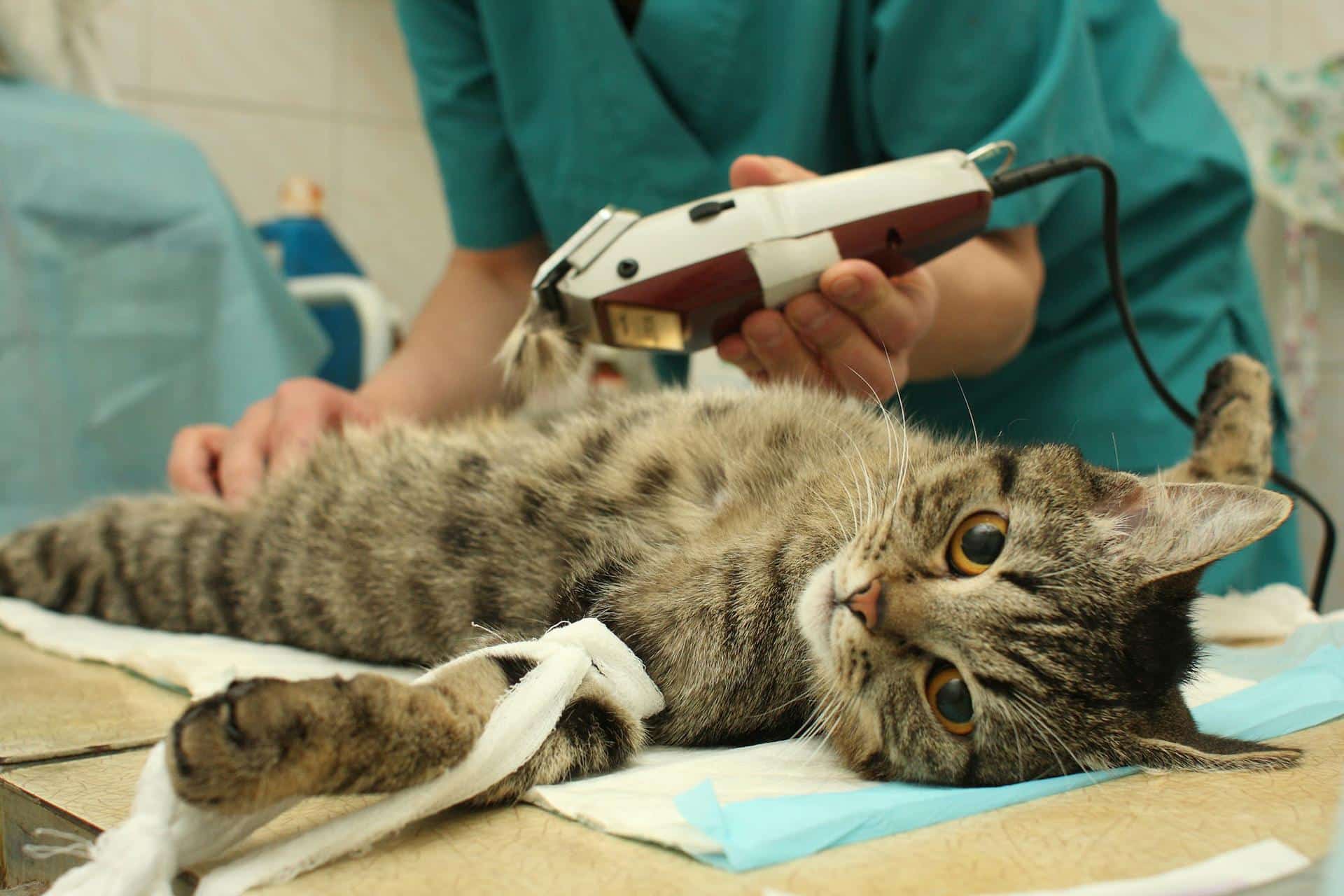 Sterilization of cats: advantages and disadvantages - V.O.G DOG