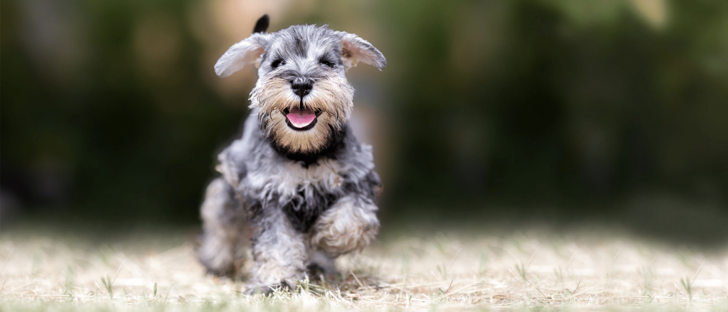 Resting dogs in nature without parasites: How to protect an animal from ...