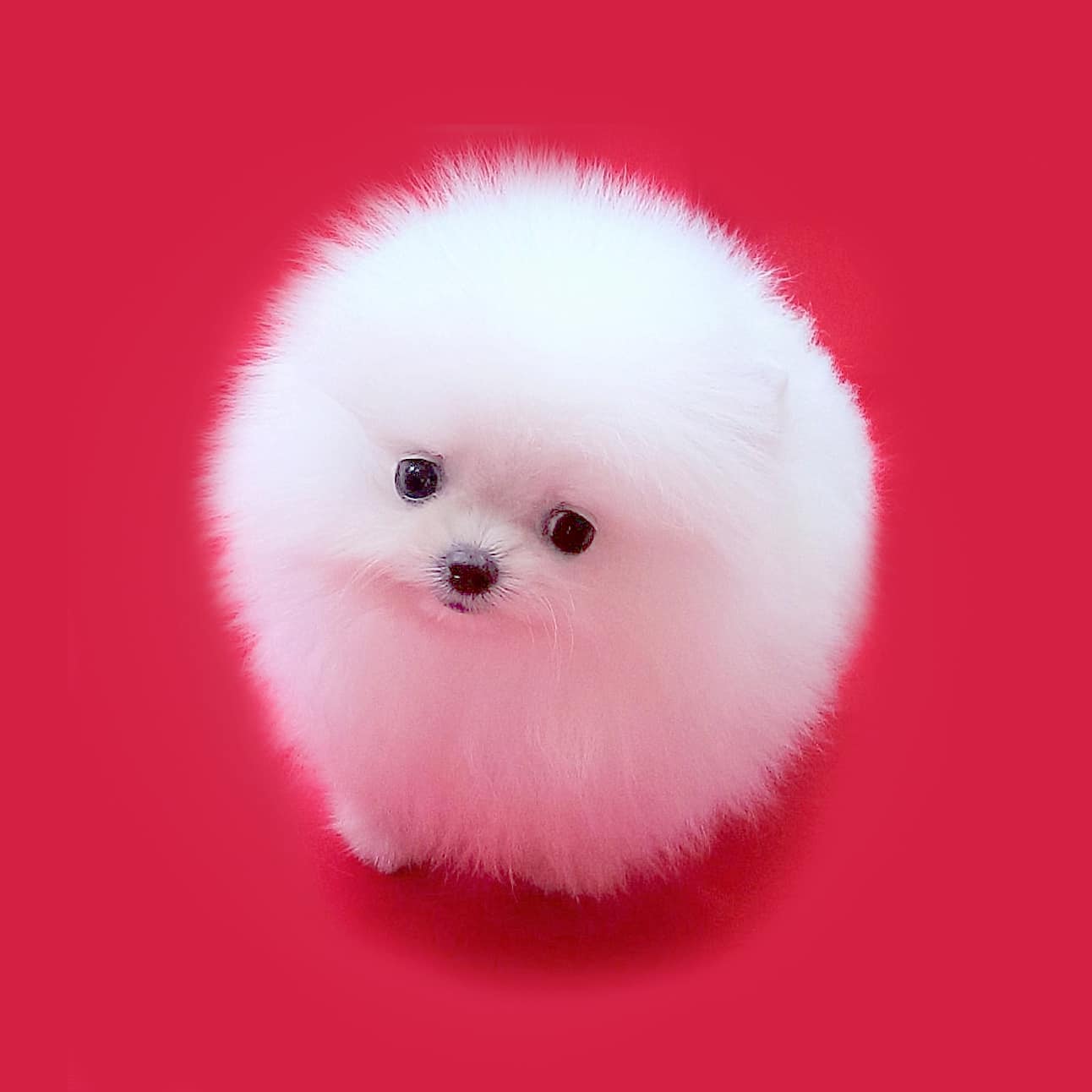 The most beautiful dog breeds - V.O.G DOG