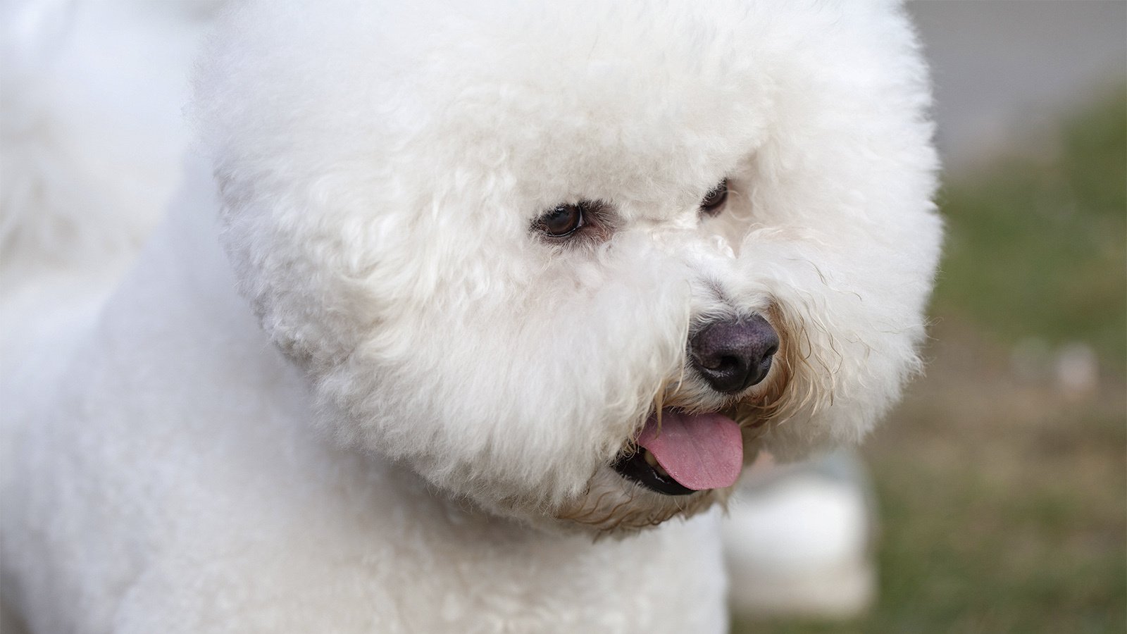 Types of wool in dogs (+ PHOTOS) - V.O.G DOG