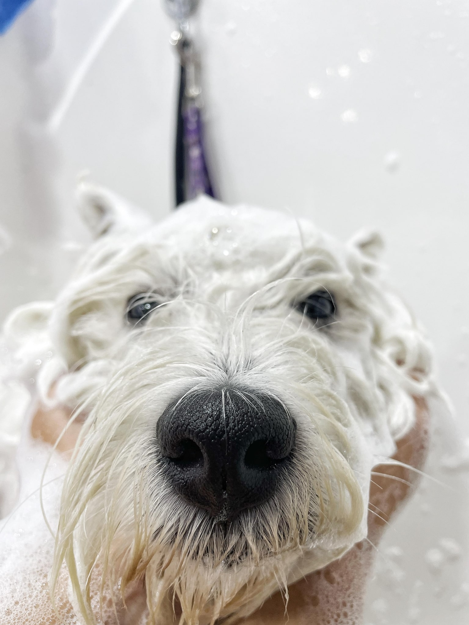 How to properly cut a dog - V.O.G DOG