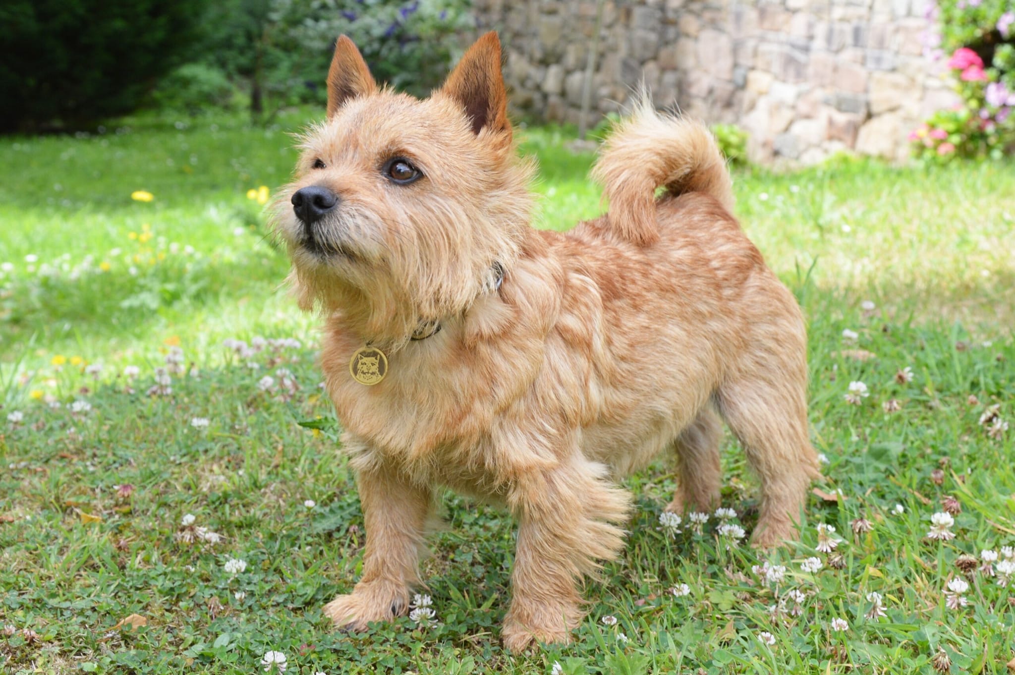 Types of wool in dogs (+ PHOTOS) - V.O.G DOG