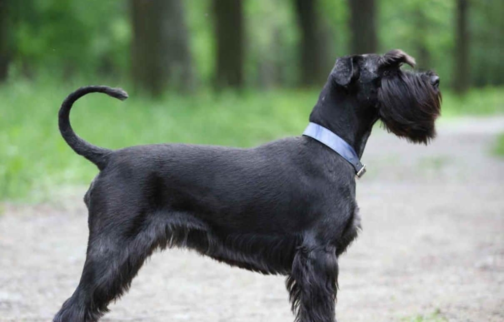 Types of wool in dogs (+ PHOTOS) - V.O.G DOG