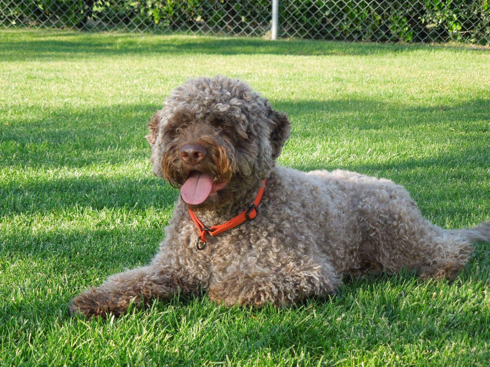 Popular dog breeds from Italy - V.O.G DOG