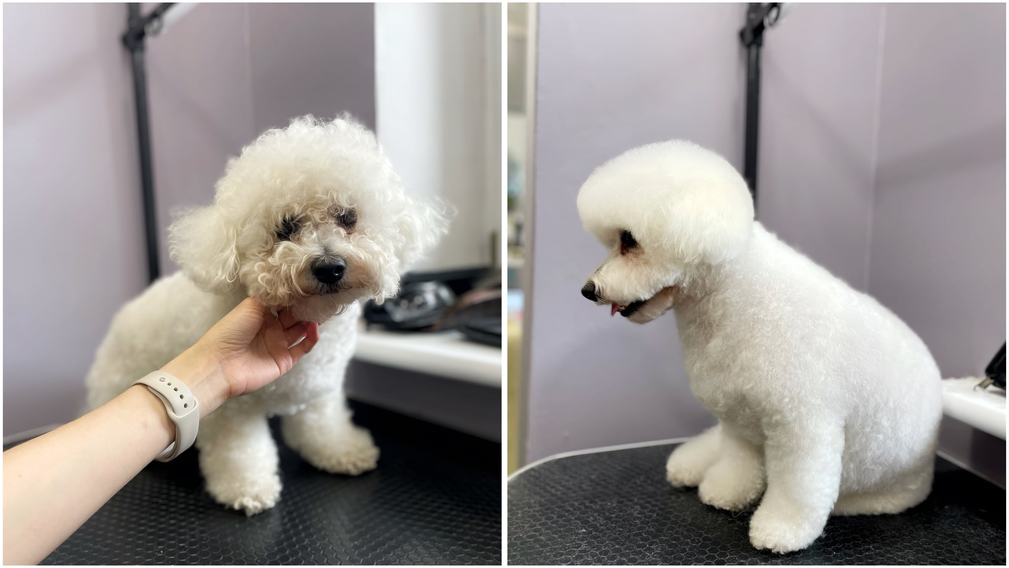 How to properly cut a dog - V.O.G DOG