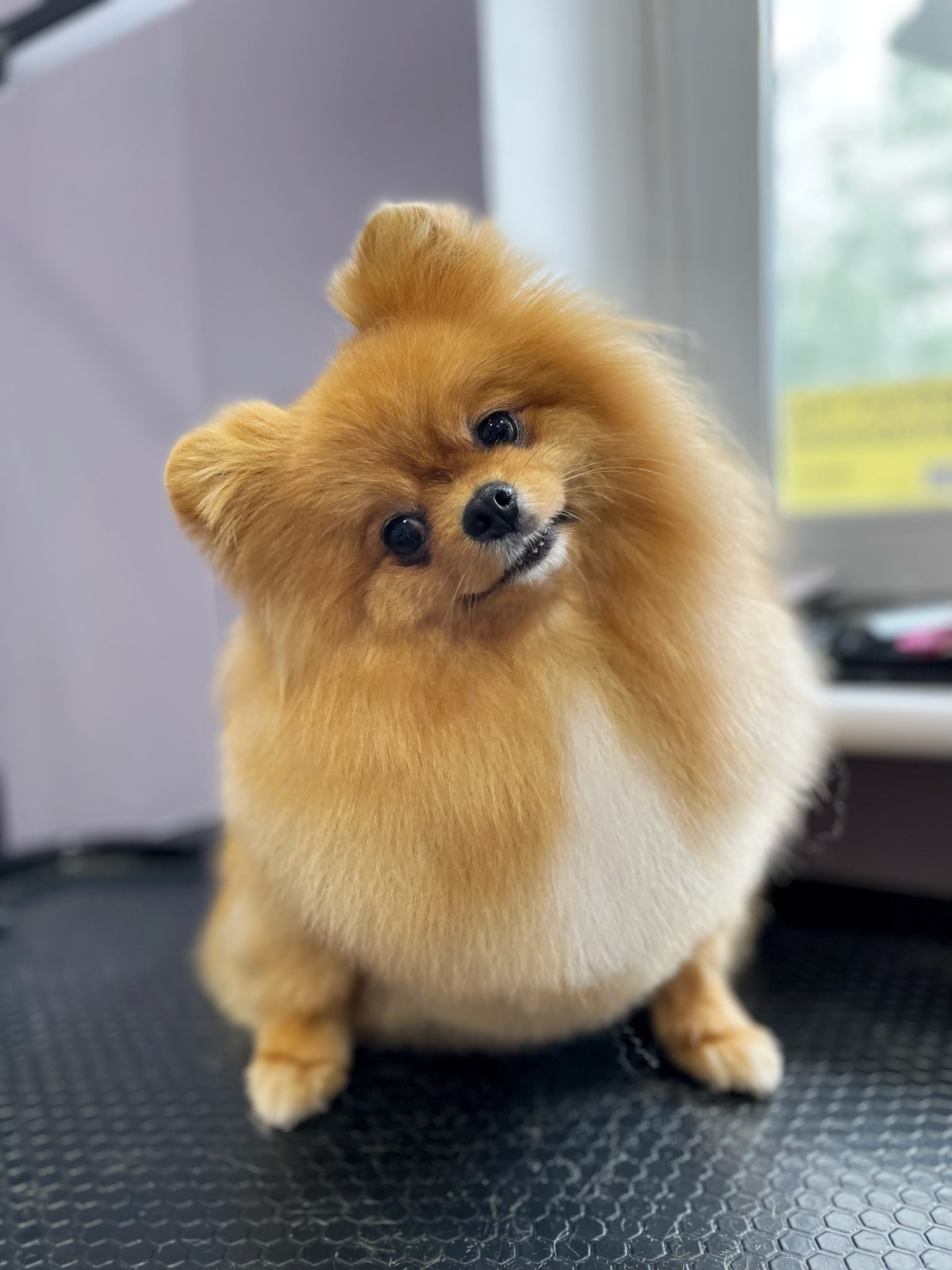 How to properly cut a dog - V.O.G DOG