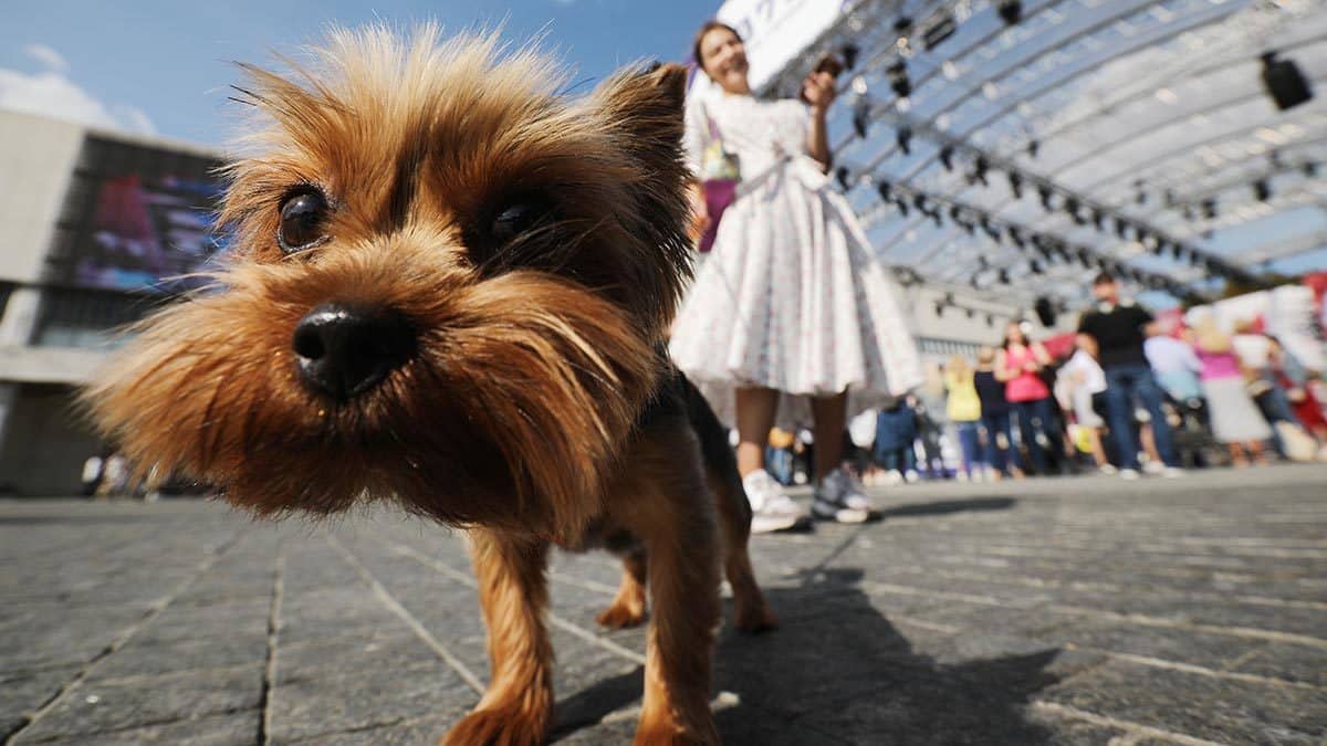 How long do Yorkies live? - V.O.G DOG