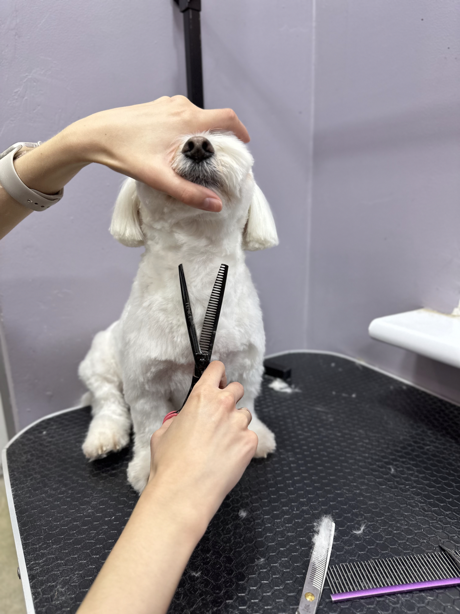 How to properly cut a dog - V.O.G DOG