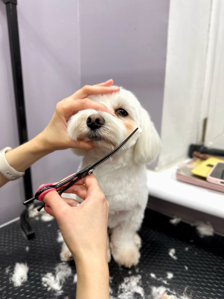 How to properly cut a dog - V.O.G DOG
