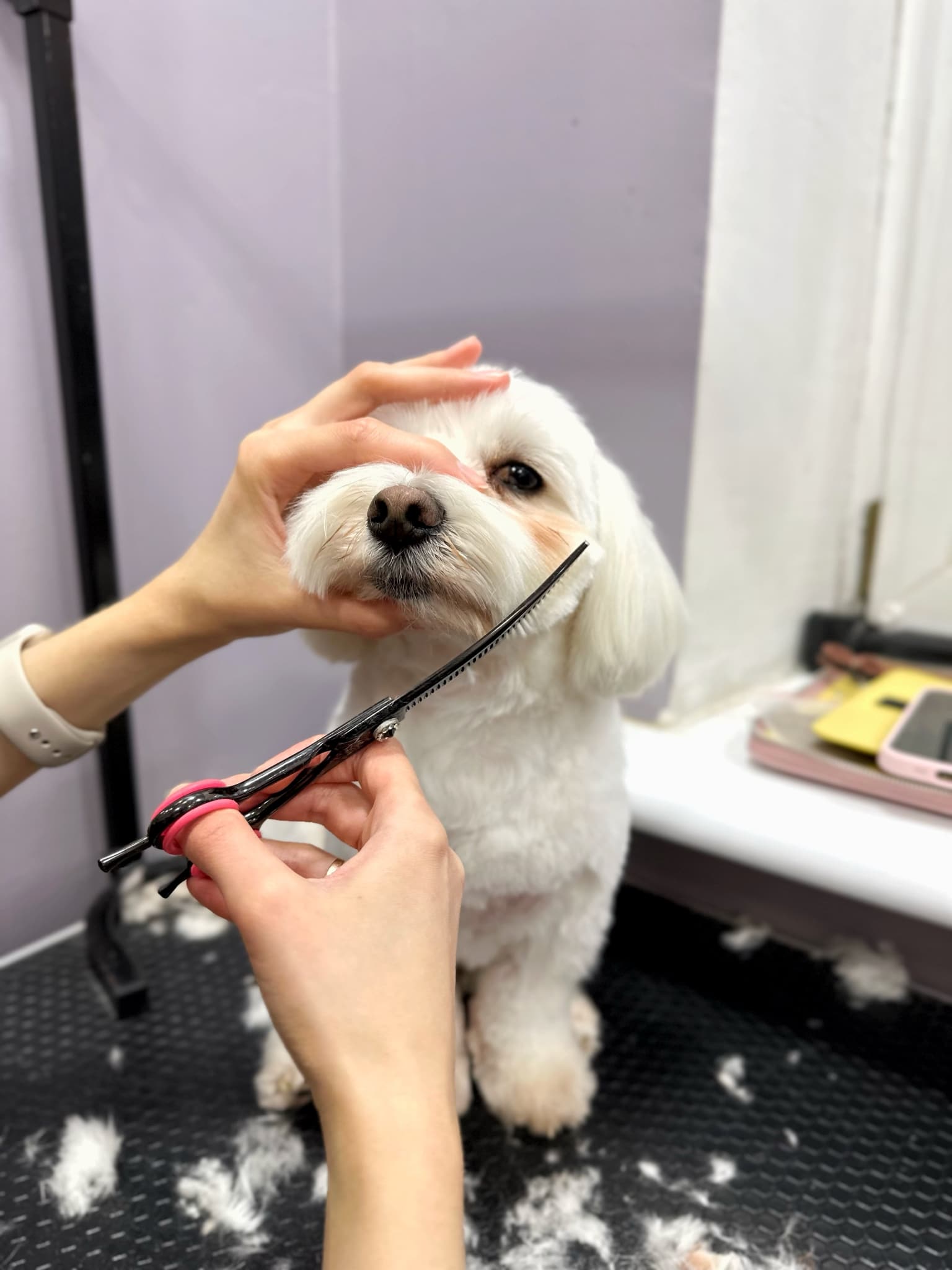 How to properly cut a dog - V.O.G DOG